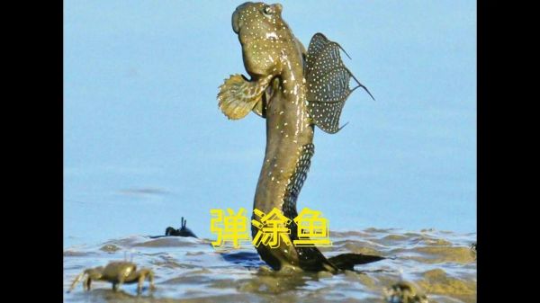 弹涂鱼怎么养_弹涂鱼吃什么-第3张图片-山城妙识