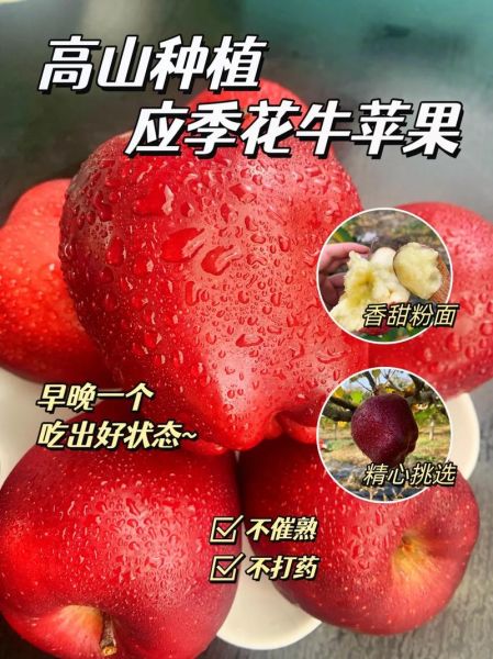 花牛苹果的营养价值_花牛苹果适合什么人吃-第3张图片-山城妙识