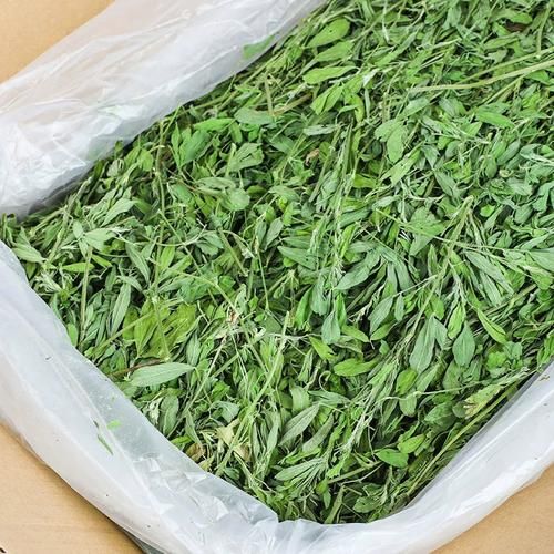 苜蓿草怎么喂兔子_苜蓿草可以天天喂吗-第3张图片-山城妙识