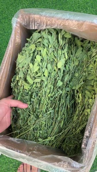 苜蓿草怎么喂兔子_苜蓿草可以天天喂吗-第2张图片-山城妙识