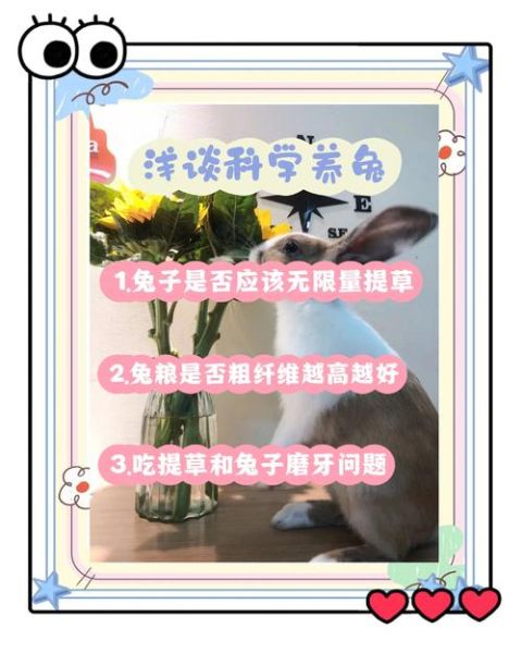 苜蓿草怎么喂兔子_苜蓿草可以天天喂吗-第1张图片-山城妙识