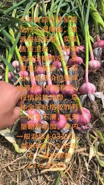冷库蒜价格最新价格_今日多少钱一斤-第3张图片-山城妙识