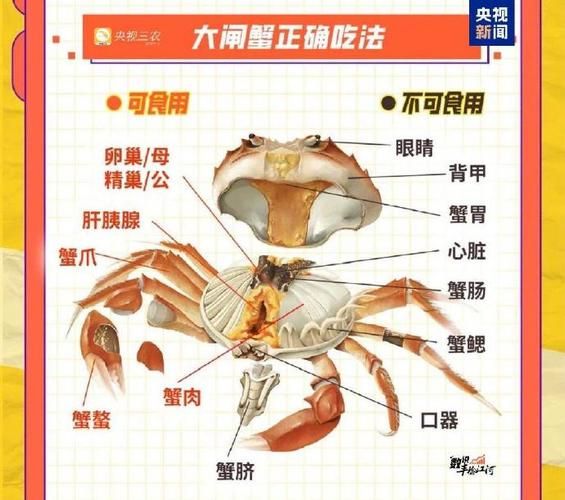 螃蟹哪些部位不能吃_吃螃蟹禁忌部位-第1张图片-山城妙识
