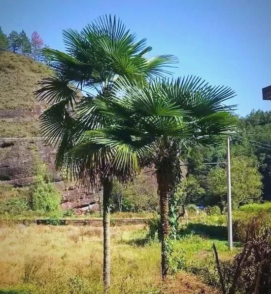 粽叶树图片大全_粽叶树长什么样-第1张图片-山城妙识