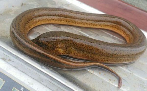 黄鳝门是什么事_黄鳝门事件始末-第2张图片-山城妙识