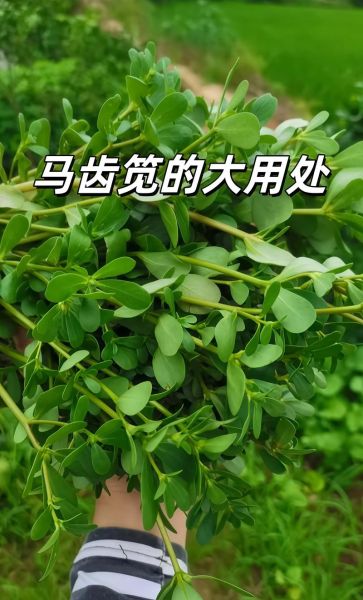 马齿苋怎么读_马齿苋的功效与作用-第2张图片-山城妙识 马齿苋怎么读_马齿苋的功效与作用-第2张图片-山城妙识