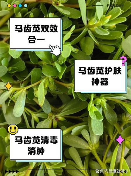 马齿苋怎么读_马齿苋的功效与作用-第1张图片-山城妙识 马齿苋怎么读_马齿苋的功效与作用-第1张图片-山城妙识
