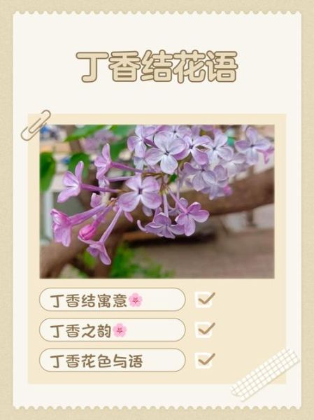 丁香结寓意是什么_丁香结象征爱情吗-第2张图片-山城妙识 丁香结寓意是什么_丁香结象征爱情吗-第2张图片-山城妙识