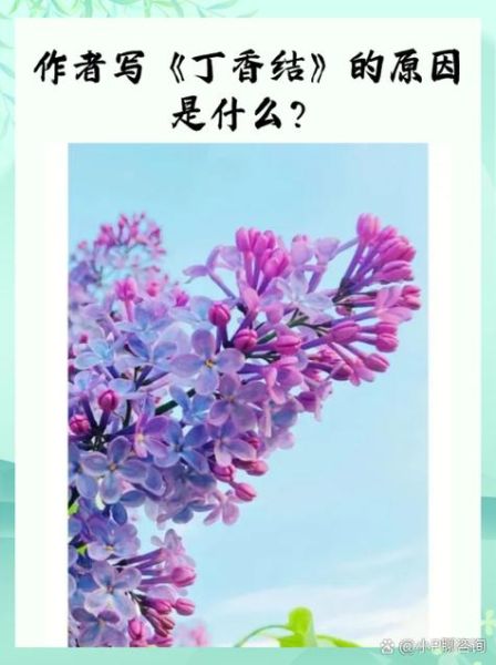 丁香结寓意是什么_丁香结象征爱情吗-第3张图片-山城妙识 丁香结寓意是什么_丁香结象征爱情吗-第3张图片-山城妙识