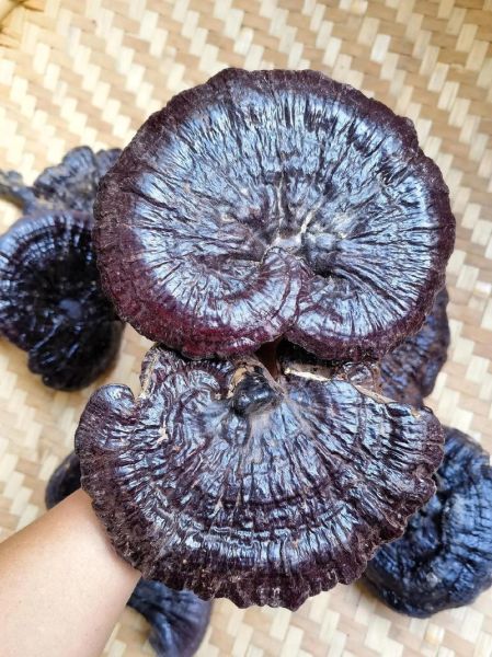 紫芝的功效与作用_紫芝怎么吃效果最好-第1张图片-山城妙识 紫芝的功效与作用_紫芝怎么吃效果最好-第1张图片-山城妙识