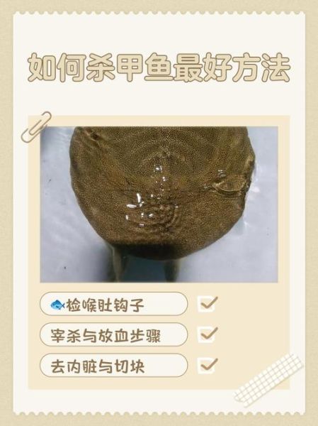 怎么杀甲鱼_甲鱼宰杀视频教程-第2张图片-山城妙识