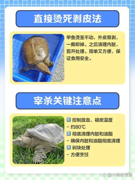 怎么杀甲鱼_甲鱼宰杀视频教程-第1张图片-山城妙识