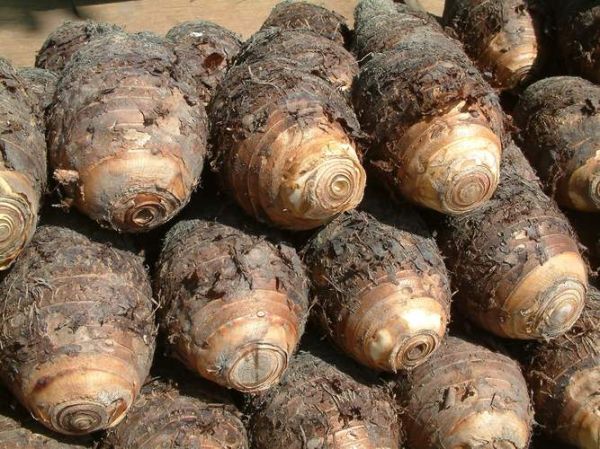 芋头长什么样_芋头图片特征-第1张图片-山城妙识