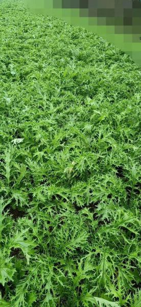 雪里红是什么菜_雪里红和雪菜的区别-第2张图片-山城妙识