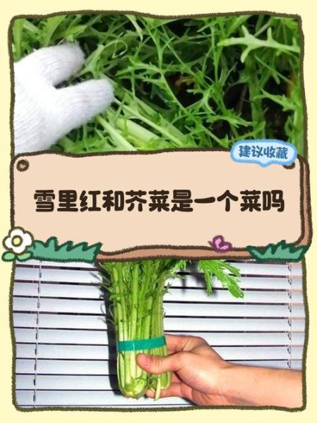 雪里红是什么菜_雪里红和雪菜的区别-第1张图片-山城妙识