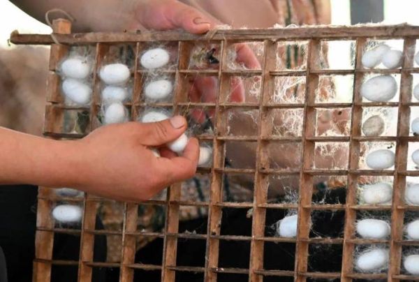 蚕茧怎么抽丝_蚕茧抽丝全过程-第1张图片-山城妙识