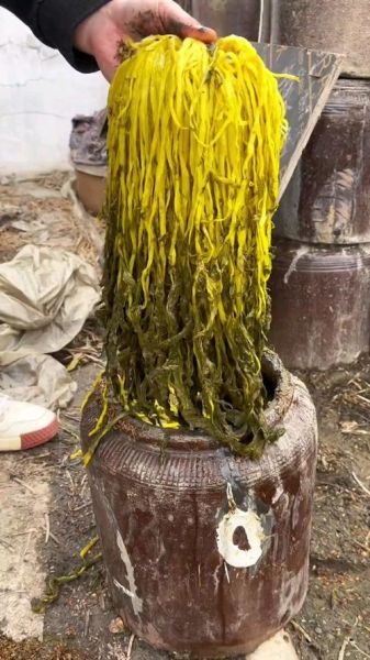 雪里红是什么菜_雪里红和雪菜的区别-第3张图片-山城妙识