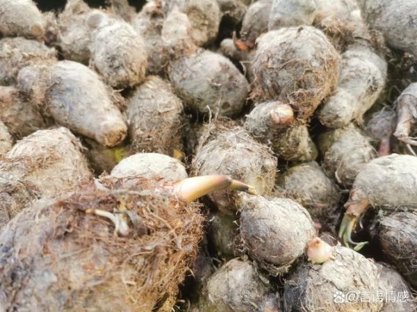 芋头长什么样_芋头图片特征-第3张图片-山城妙识