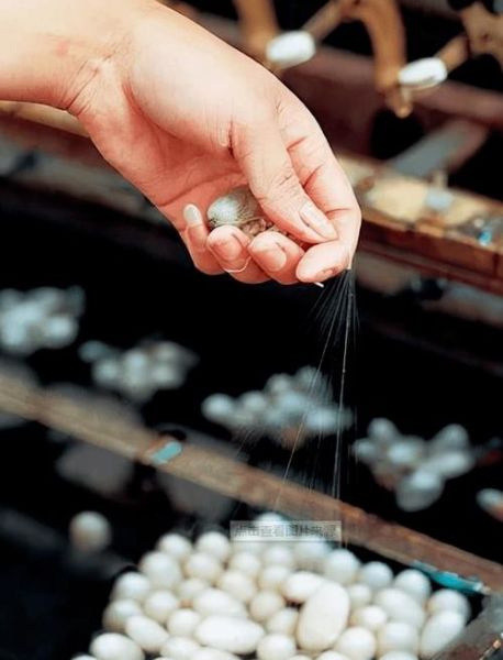 蚕茧怎么抽丝_蚕茧抽丝全过程-第2张图片-山城妙识