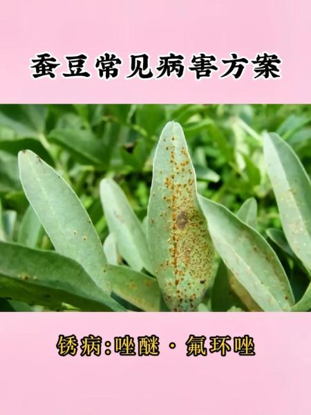 蚕豆吃多了会怎么样_蚕豆中毒症状-第1张图片-山城妙识 蚕豆吃多了会怎么样_蚕豆中毒症状-第1张图片-山城妙识