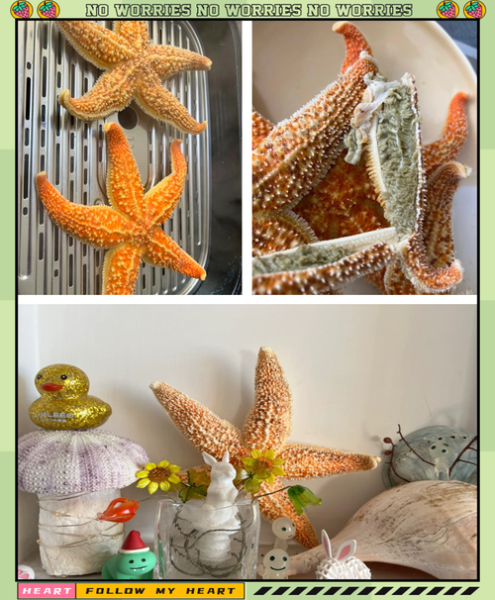 海星吃什么食物_海星怎么喂食-第3张图片-山城妙识