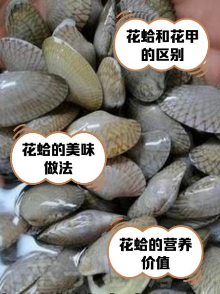 蛤蜊和花甲的区别_花甲是蛤蜊吗-第1张图片-山城妙识