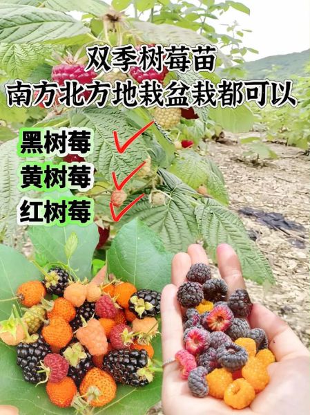 树莓怎么种_树莓种植技术视频-第2张图片-山城妙识
