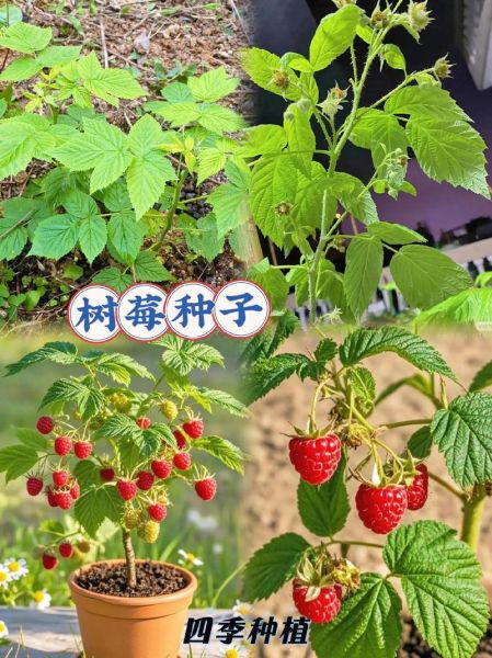 树莓怎么种_树莓种植技术视频-第1张图片-山城妙识