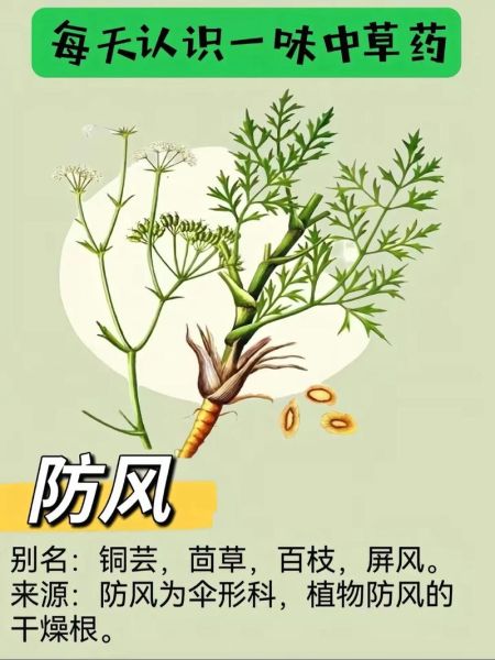 防风的功效与作用_防风能治哪些病-第3张图片-山城妙识