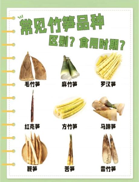 竹笋种植新技术视频_如何科学种笋-第1张图片-山城妙识 竹笋种植新技术视频_如何科学种笋-第1张图片-山城妙识