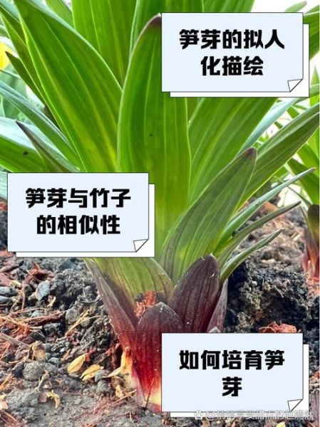 竹笋种植新技术视频_如何科学种笋-第2张图片-山城妙识 竹笋种植新技术视频_如何科学种笋-第2张图片-山城妙识