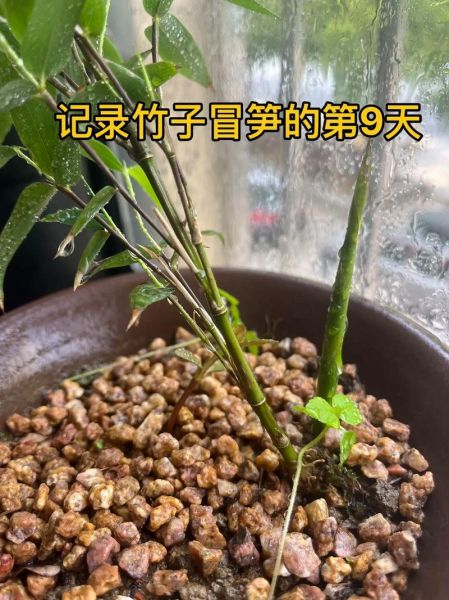 竹笋种植新技术视频_如何科学种笋-第3张图片-山城妙识 竹笋种植新技术视频_如何科学种笋-第3张图片-山城妙识