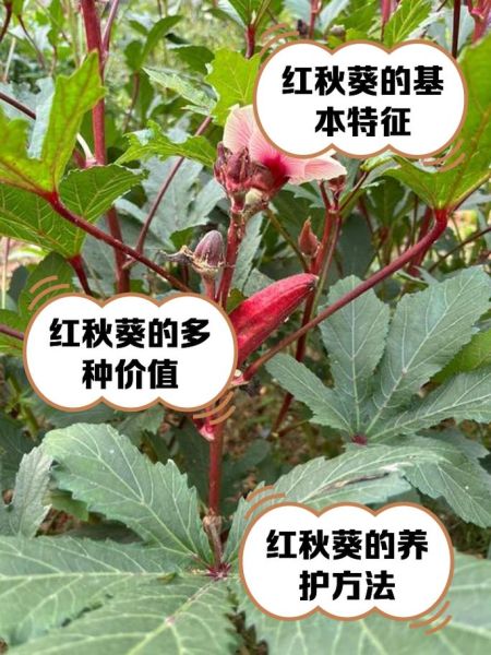 红秋葵和黄秋葵哪个好_区别与营养对比-第2张图片-山城妙识