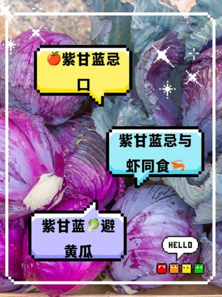 紫甘蓝不能和什么一起吃_紫甘蓝最佳搭配有哪些-第1张图片-山城妙识