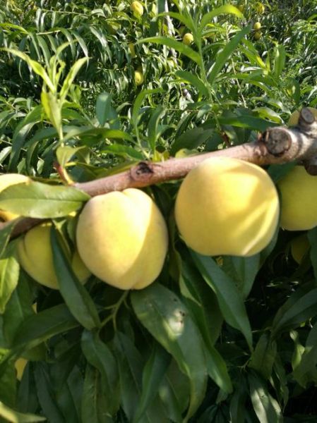 黄桃图库污是什么_如何安全访问黄桃图库污-第2张图片-山城妙识