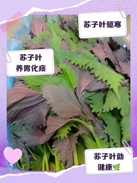 苏子叶不适合哪些人吃_孕妇能吃苏子叶吗-第2张图片-山城妙识