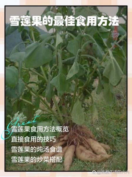 雪莲果的正确吃法_雪莲果的功效与作用-第1张图片-山城妙识