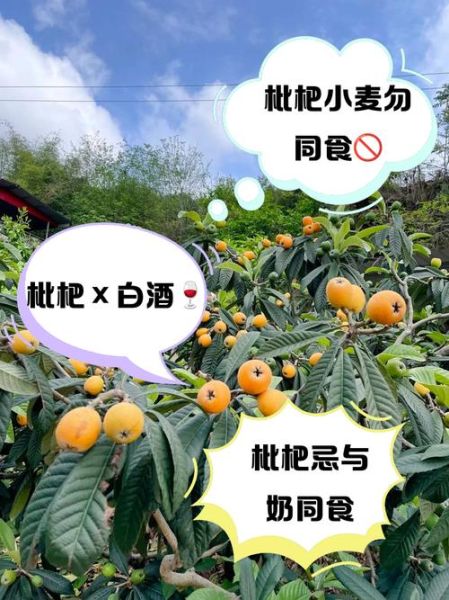 枇杷不能和什么一起吃_枇杷相克食物有哪些-第1张图片-山城妙识