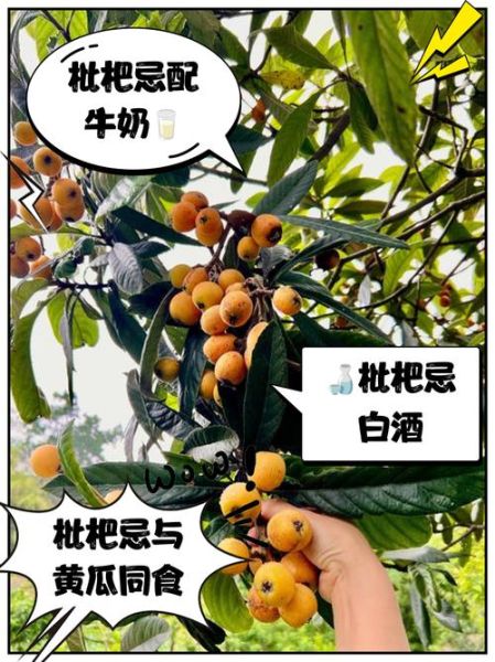 枇杷不能和什么一起吃_枇杷相克食物有哪些-第3张图片-山城妙识
