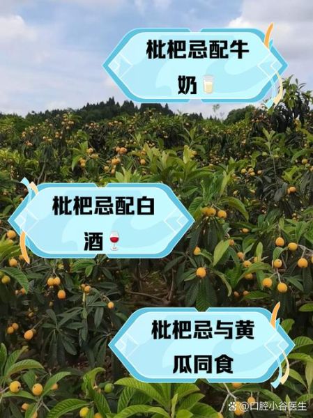 枇杷不能和什么一起吃_枇杷相克食物有哪些-第2张图片-山城妙识