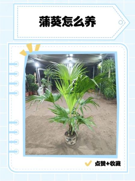 蒲葵怎么养_蒲葵耐寒吗-第3张图片-山城妙识