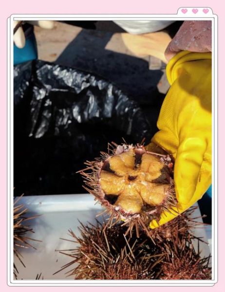 大连海胆价格多少钱一斤_大连海胆批发价-第1张图片-山城妙识