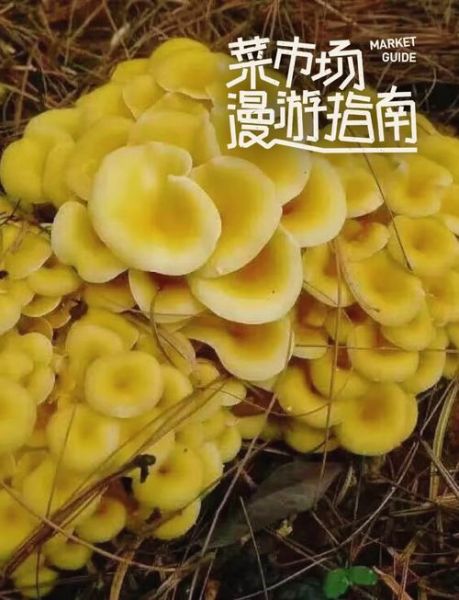 鸡油菌的功效与作用_鸡油菌怎么吃最好-第2张图片-山城妙识 鸡油菌的功效与作用_鸡油菌怎么吃最好-第2张图片-山城妙识
