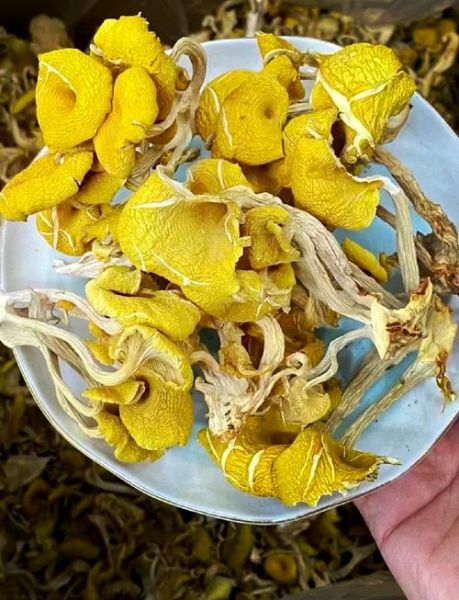 鸡油菌的功效与作用_鸡油菌怎么吃最好-第3张图片-山城妙识 鸡油菌的功效与作用_鸡油菌怎么吃最好-第3张图片-山城妙识