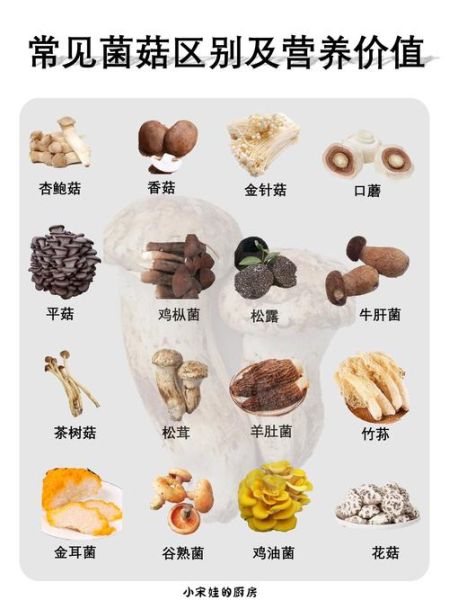 蘑菇菌类图片大全_如何识别常见食用菌-第3张图片-山城妙识