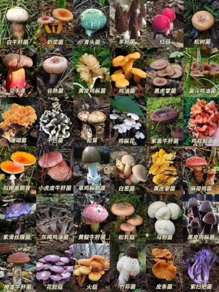 蘑菇菌类图片大全_如何识别常见食用菌-第2张图片-山城妙识
