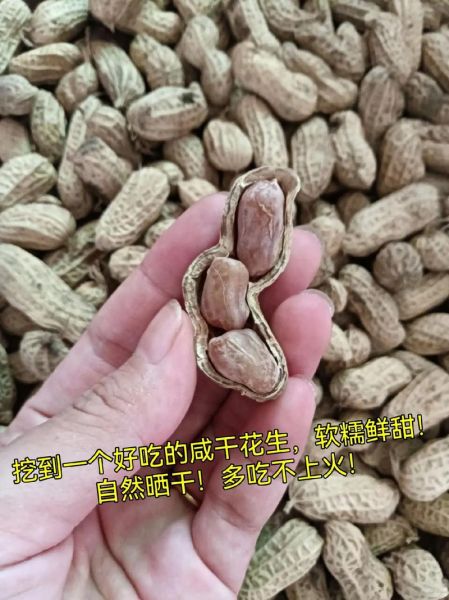 花生吃多了会怎样_会上火吗-第3张图片-山城妙识