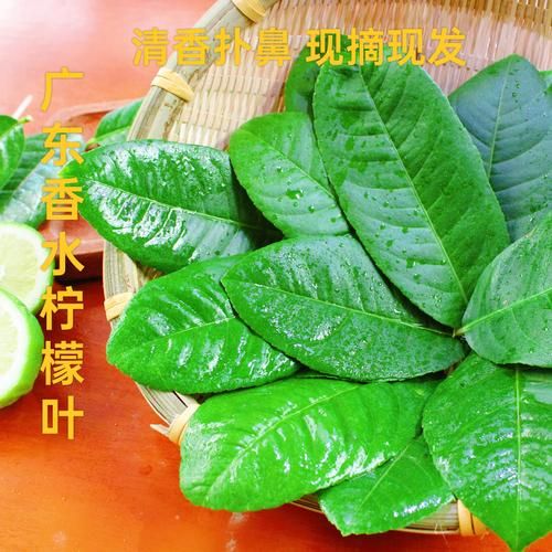 柠檬叶子图片_如何辨别真假-第2张图片-山城妙识 柠檬叶子图片_如何辨别真假-第2张图片-山城妙识