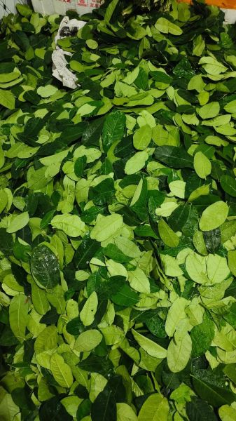 柠檬叶子图片_如何辨别真假-第1张图片-山城妙识 柠檬叶子图片_如何辨别真假-第1张图片-山城妙识