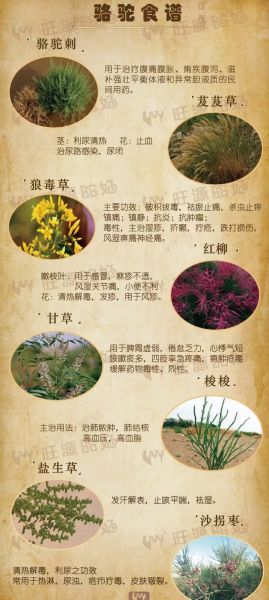 驼奶的功效与作用是真的吗_驼奶营养价值高不高-第3张图片-山城妙识